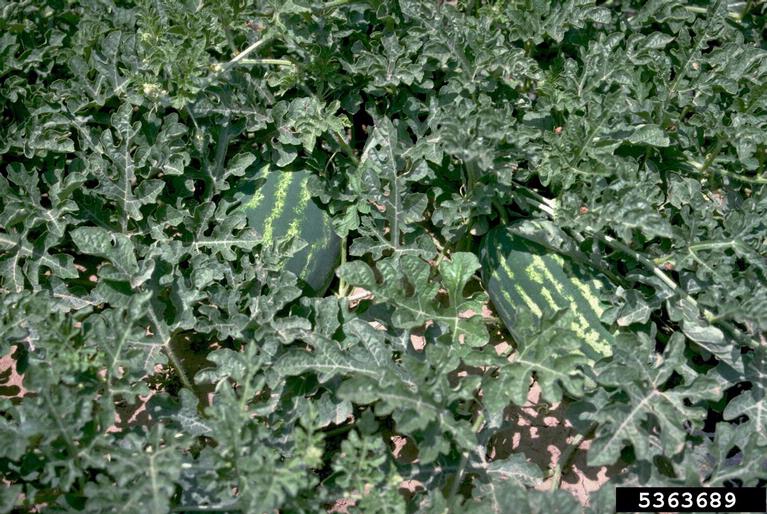 watermelon (Citrullus lanatus (Thunb.) Matsum. & Nakai)