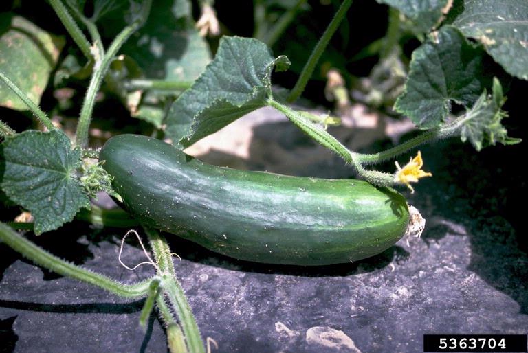 cucumber (Cucumis sativus)