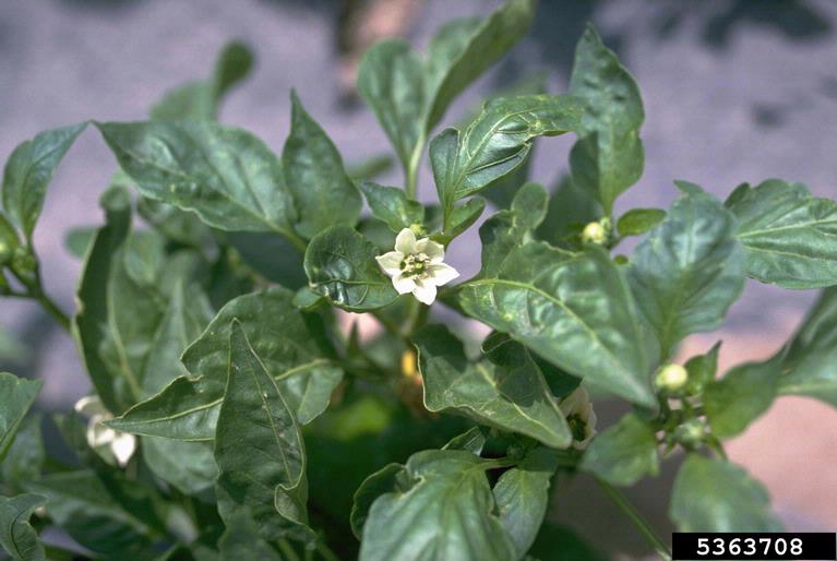 pepper (Genus Capsicum L.)