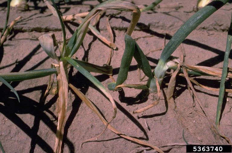 bacterial leaf streak and bulb rot (Pseudomonas viridiflava)