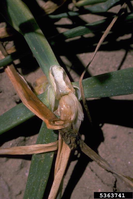 bacterial leaf streak and bulb rot (Pseudomonas viridiflava (Burkholder ...