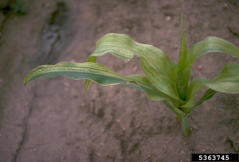 High Plains virus (HPV) (Uncharacterised virus HPV ) on corn (Zea mays ...