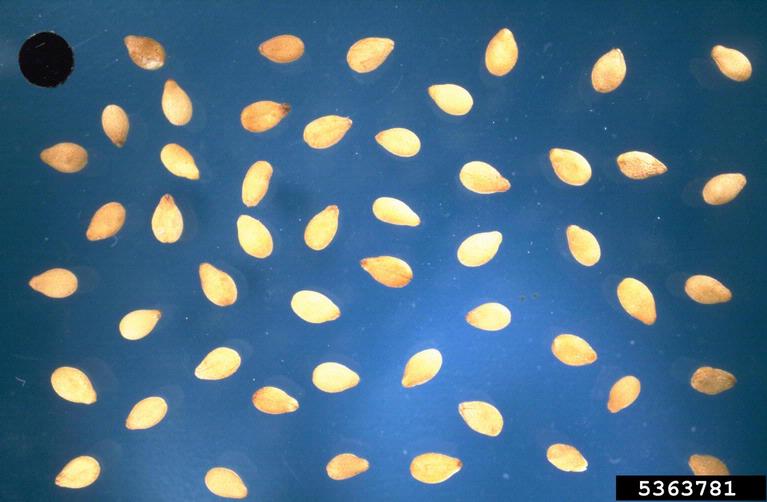 sesame (Sesamum indicum)