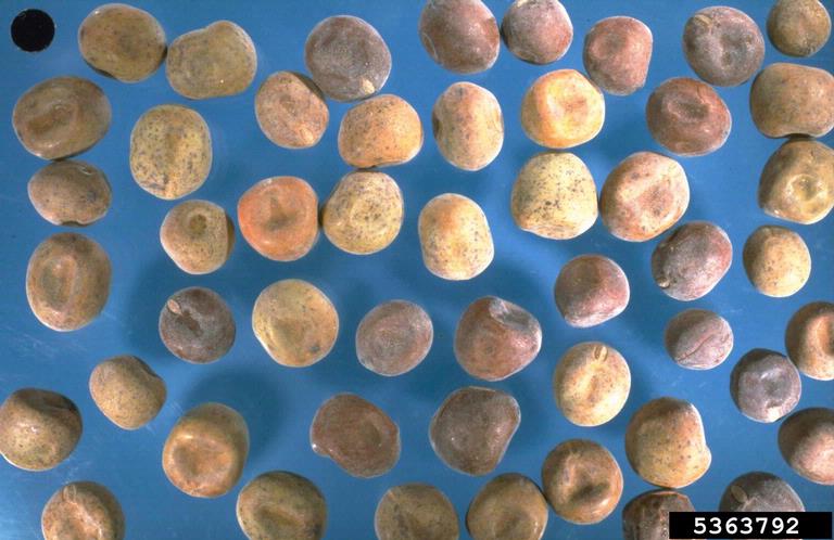 field pea (Pisum sativum L.)