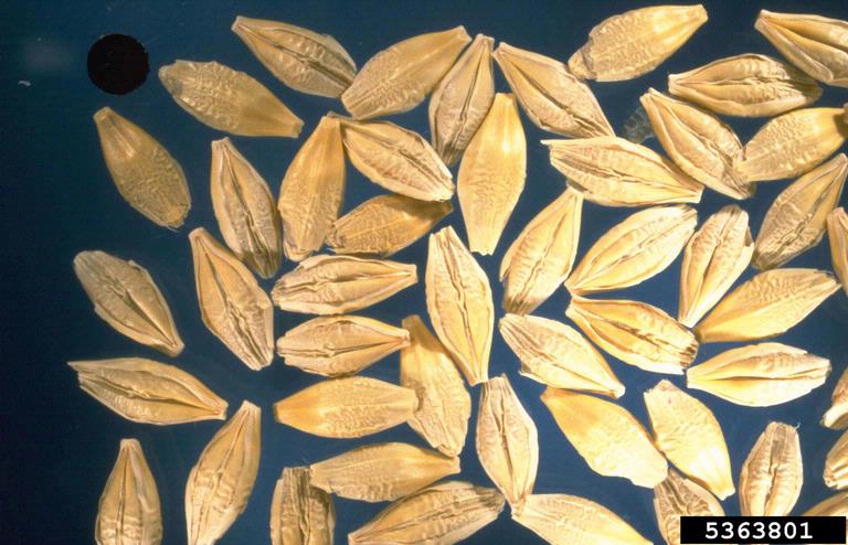 barley (Hordeum vulgare)