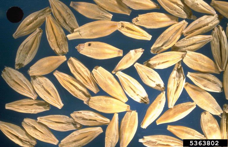 barley (Hordeum vulgare L.)