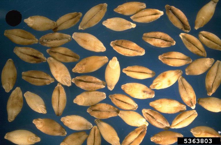 barley (Hordeum vulgare)