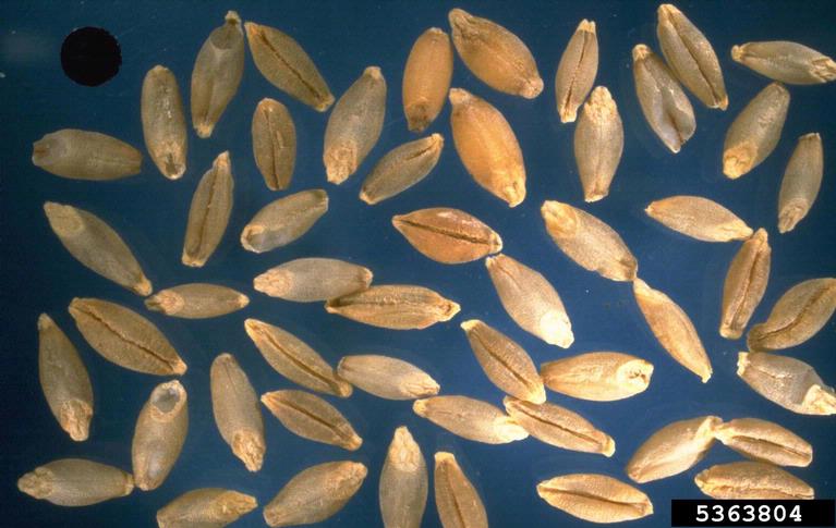 barley (Hordeum vulgare)