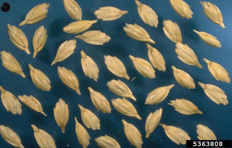 wheat (Genus Triticum)