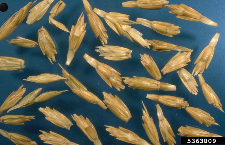 spelt (Triticum spelta)