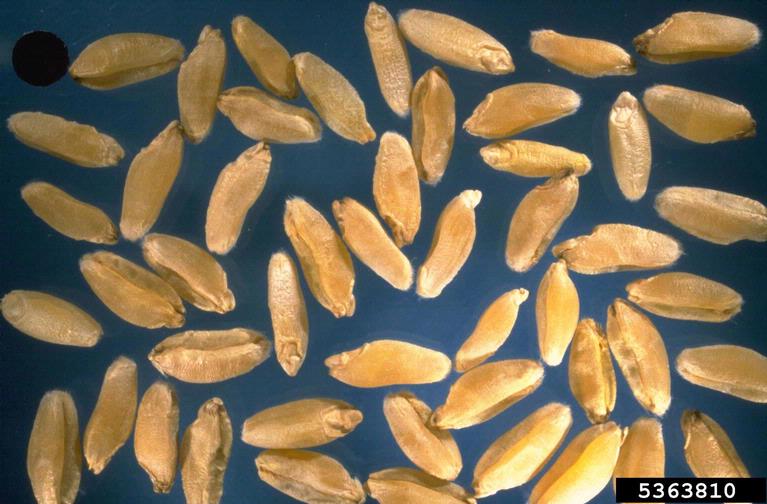 wheat (Genus Triticum)