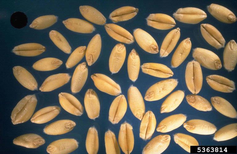 common wheat (Triticum aestivum L.)