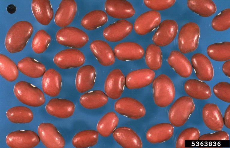 common bean (Phaseolus vulgaris)