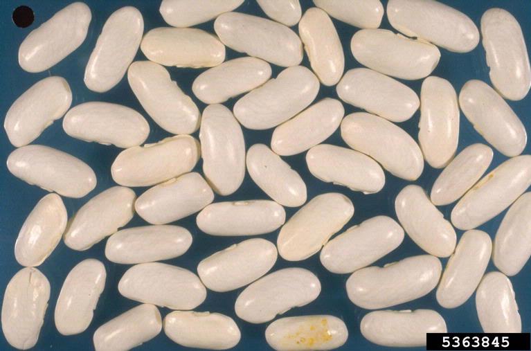 common bean (Phaseolus vulgaris L.)