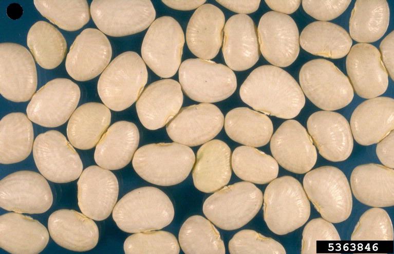 lima bean (Phaseolus lunatus)