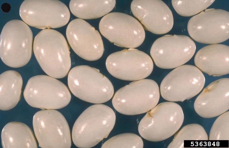 bean (Genus Phaseolus L.)