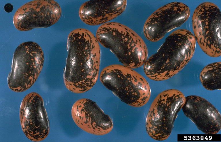 bean (Genus Phaseolus)