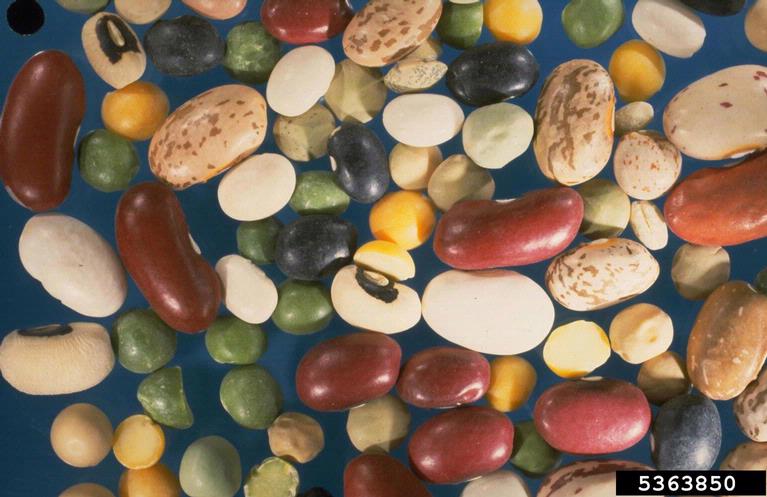 common bean (Phaseolus vulgaris L.)