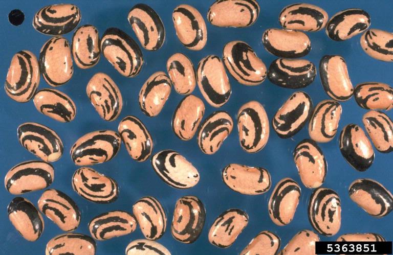 common bean (Phaseolus vulgaris L.)