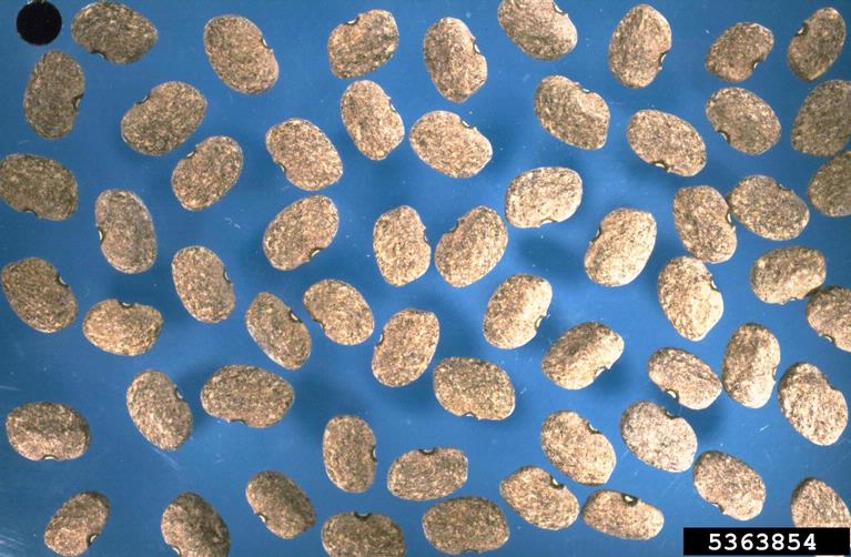 bean (Genus Phaseolus)