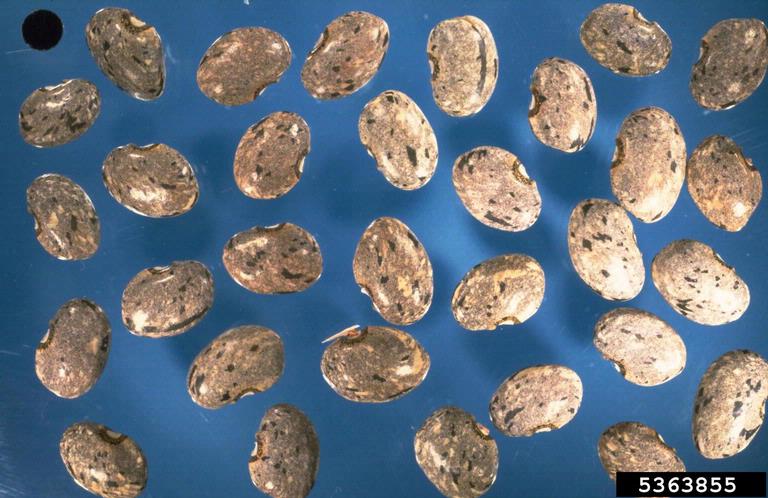 bean, Phaseolus spp. (Fabales: Fabaceae) - 5363855