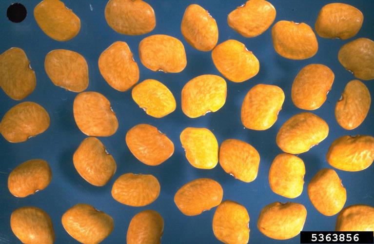 bean (Genus Phaseolus)