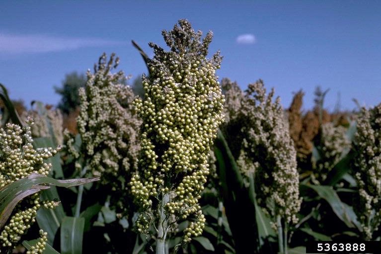 sorghum (type unspecified) (Sorghum bicolor (L.) Moench)