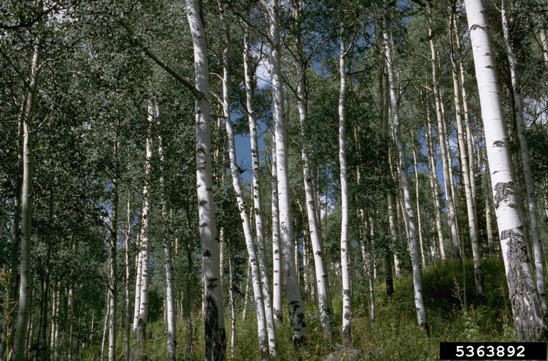 aspen/poplar (Genus Populus)