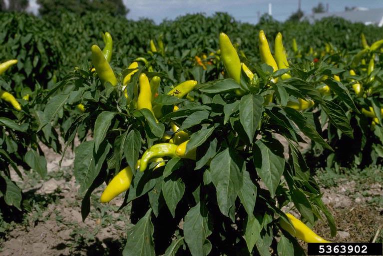 pepper (Genus Capsicum)