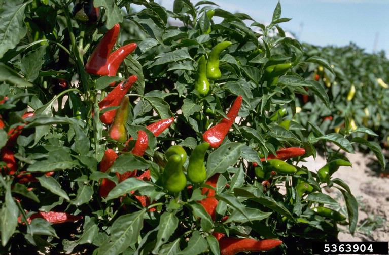 pepper (Genus Capsicum)