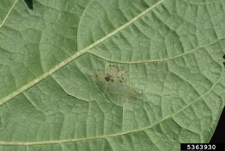 Common bacterial blight of beans, fuscous blight (Xanthomonas ...