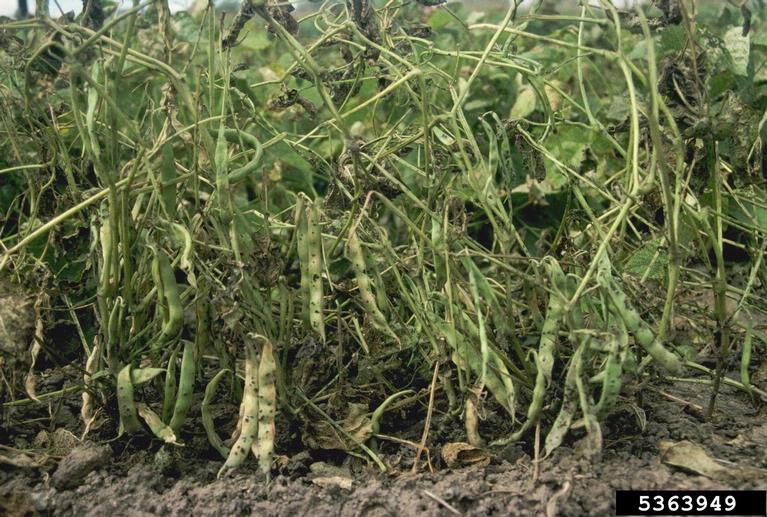 dry bean rust (Uromyces appendiculatus F. Strauss)