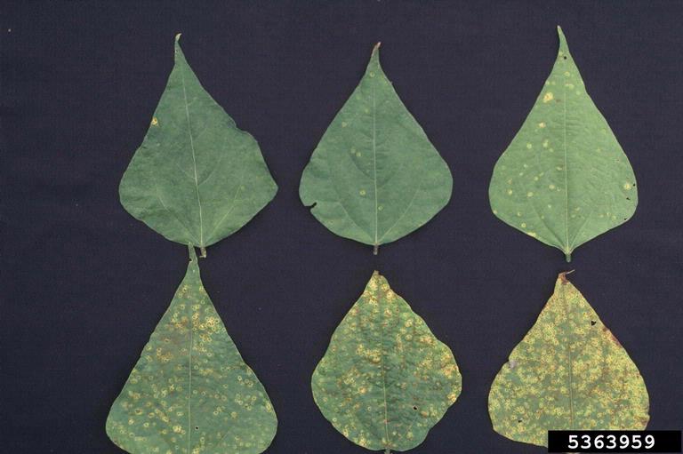 dry bean rust (Uromyces appendiculatus F. Strauss)