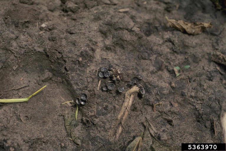 Cyathus fungus (Cyathus stercoreus (Schwein.) De Toni)