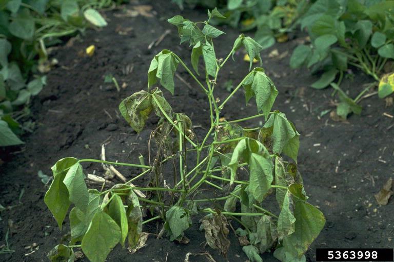 bean common mosaic virus (BCMV) (Potyvirus Bean common mosaic virus)