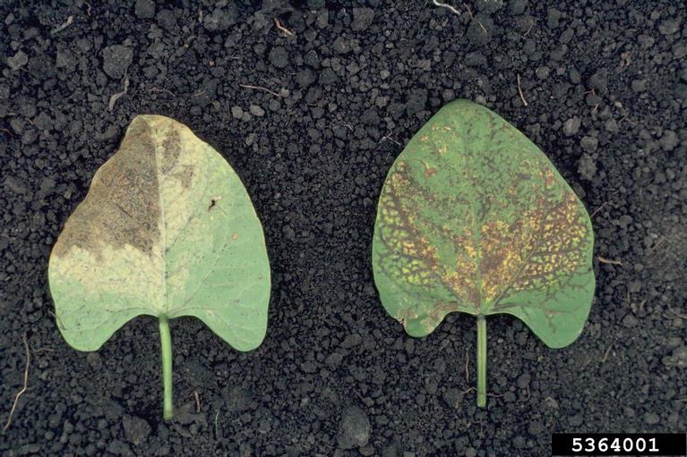 bean common mosaic virus (BCMV) (Potyvirus phaseovulgaris)