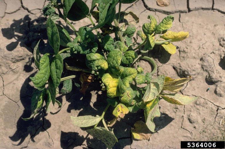 beet curly top virus (BCTV) (Hybrigeminivirus Beet curly top virus)