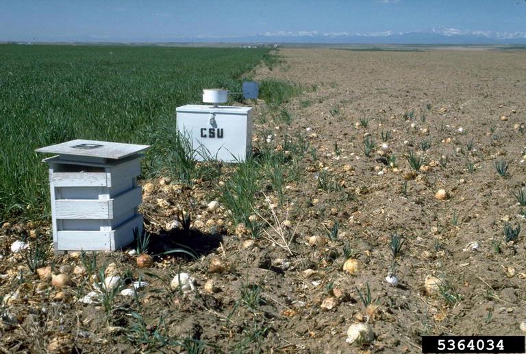 botrytis rot (Botrytis allii)