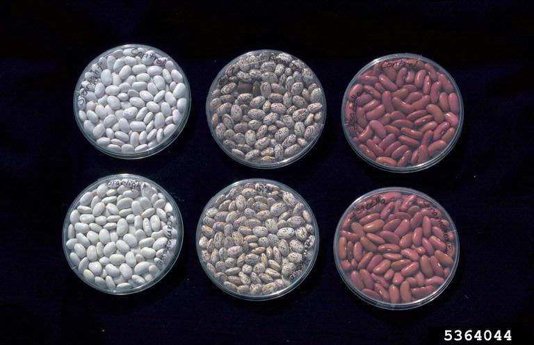 common bean (Phaseolus vulgaris L.)