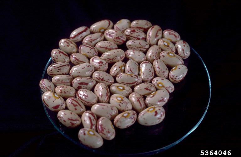 common bean (Phaseolus vulgaris)