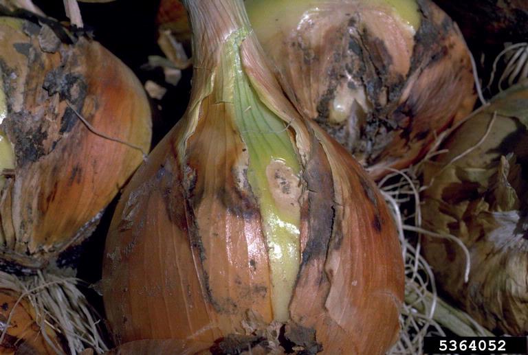 Botrytis aclada Fresen.