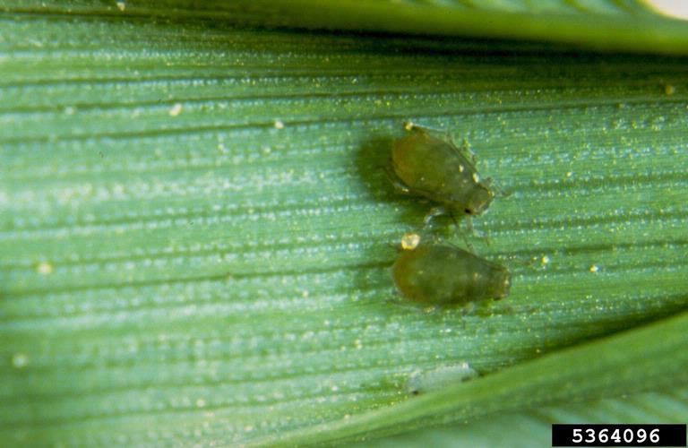 bird cherry-oat aphid (Rhopalosiphum padi)