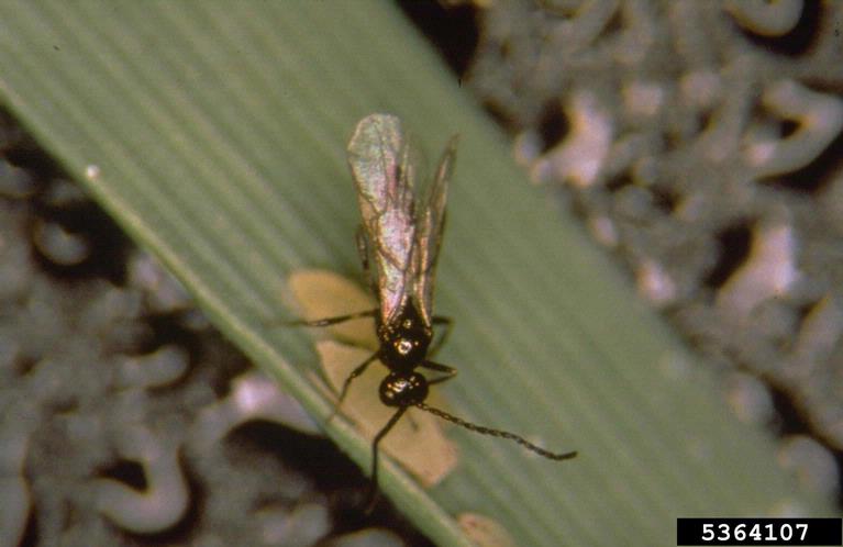 aphid parasite (Genus Aphelinus)
