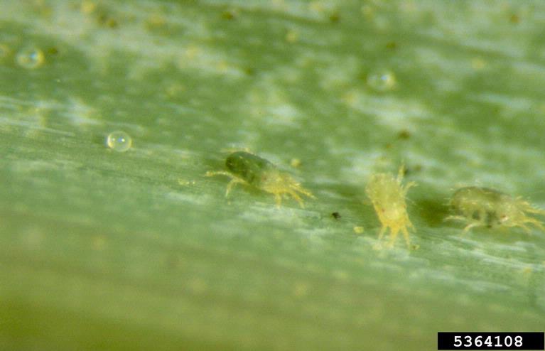 Banks grass mite (Oligonychus pratensis)