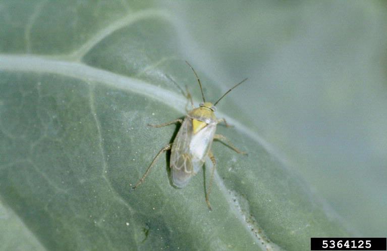 pale legume bug (Lygus elisus)