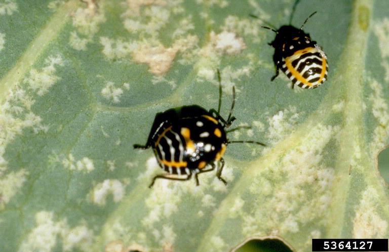 HPIPM:Harliquin Bug - Bugwoodwiki