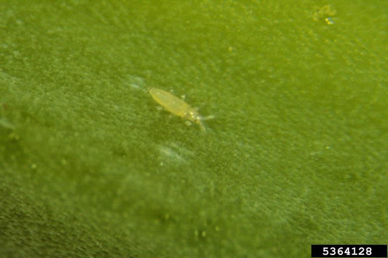 onion thrips (Thrips tabaci)