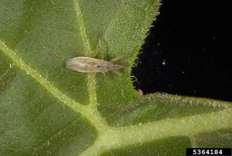 damsel bugs (Genus Nabis Latreille, 1802)