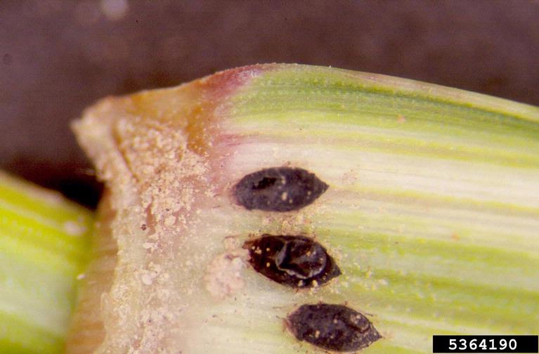 aphid parasite (Genus Aphelinus Dalman, 1820)