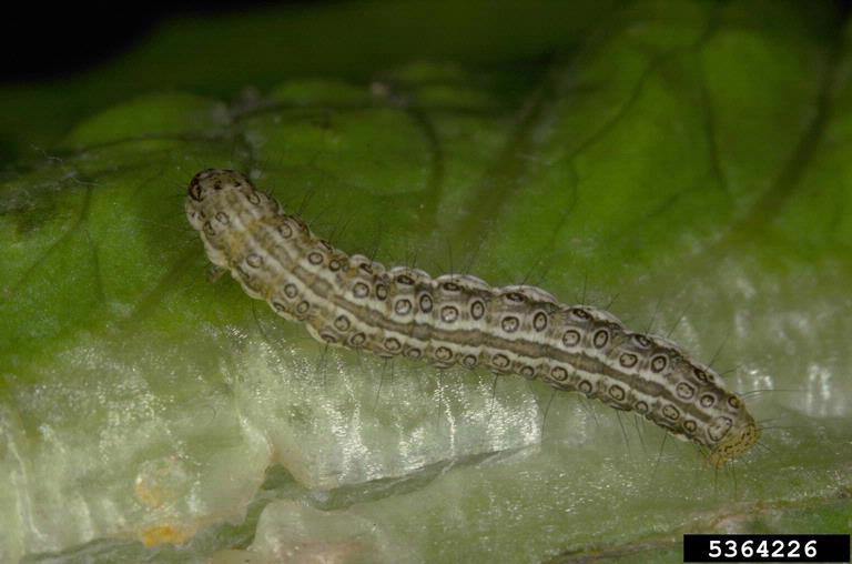beet webworm (Loxostege sticticalis (Linnaeus, 1761))
